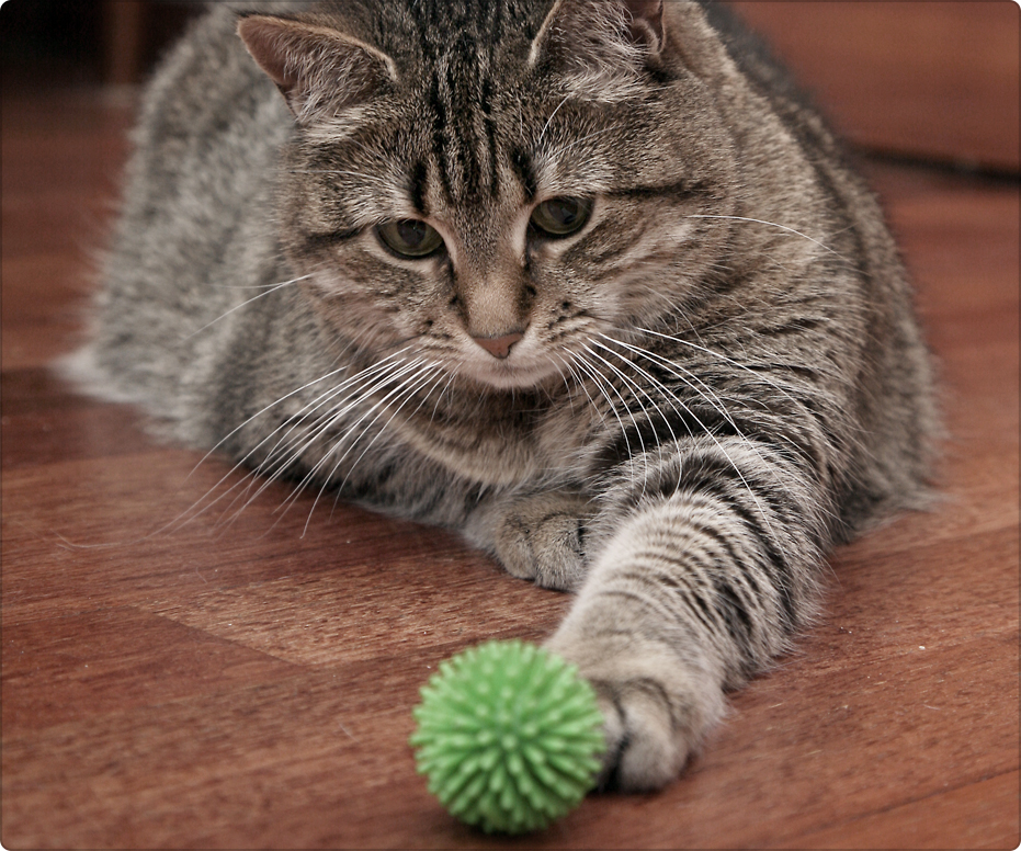 How Much Activity Does My Cat Need Diamond CARE how-much-activity-does-my-cat-need-diamond-care
